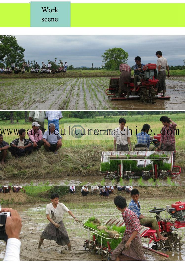 Multi-rows Efficient Rice Transplanter With Affordable Price