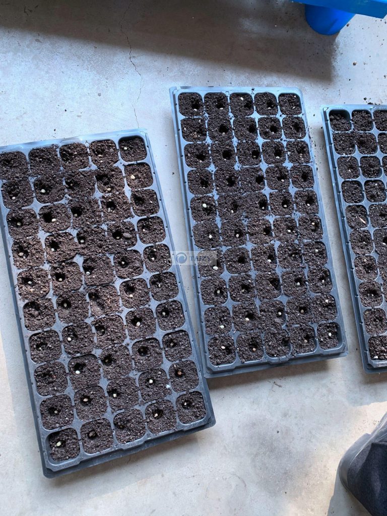 Automatic Tomato Seedling Machine Sold To Morocco