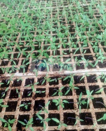 Automatic Tomato Seedling Machine Sold To Morocco