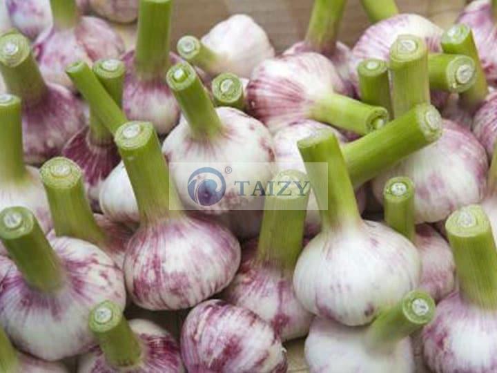 How To Plant Garlic Successfully And Efficiently?